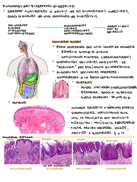 Histología Del Sistema Digestivo Pdf Páncreas Digestión