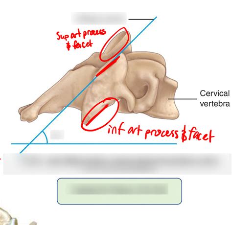 Ch 5 Cervical Region Objective 2 Describe The Orientation Of The Superior And Inferior