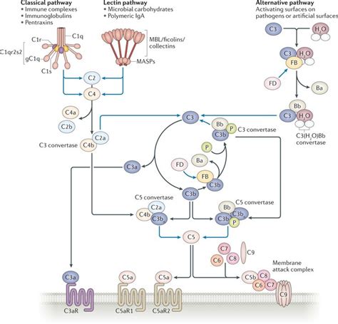 Fig 2 Overview Of The Complement System Nature Reviews Immunology Immunology Complement