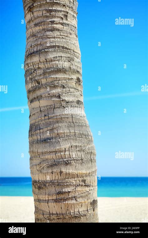 Coconut Palm Tree Trunk Palm Tree Diseases Save Your Palms From