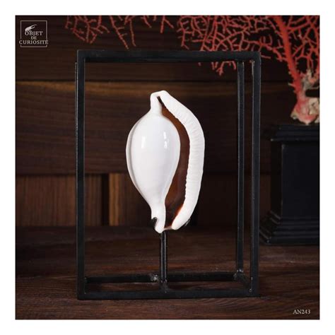 Ovula Ovulum In Cage