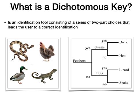 Tips And Tricks For Teaching Dichotomous Keys In Ibdp Biology And Ess