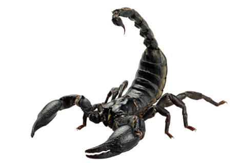 Scorpion Pngs For Free Download