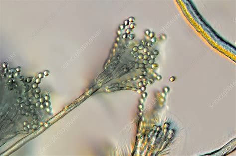Penicillium Mould Light Micrograph Stock Image C026 1085 Science Photo Library