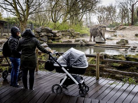 In Het Nieuwe Leeuwenverblijf Van Artis Moet Je Zoeken Naar De Leeuwen