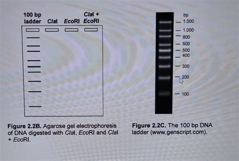 Solved 2 2 A 2 1 Kb Double Stranded Linear Dna Can Be Cut