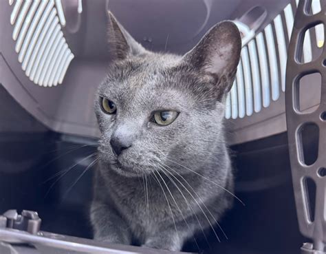 러시안블루 유니 오드아이랙돌분양사이트 오드아이브리티쉬숏헤어분양사이트 오드아이스코티쉬폴드분양사이트 오드아이러시안블루분양사이트 오드아이고양이분양사이트 털빠짐없는비숑프리제분양