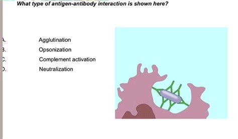 SOLVED What Type Of Antigen Antibody Interaction Is Shown Here Agglutination Opsonization