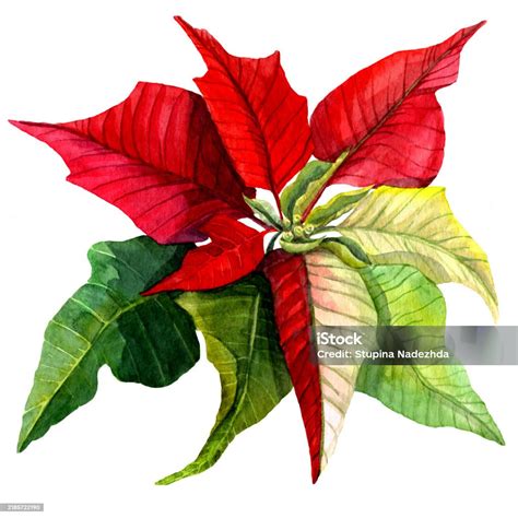 수채화 손으로 그린 포인세티아 식물 절연 녹색 빨간색 흰색 잎으로 크리스마스 상징 꽃의 장식 식물학 그림 화려하게 장식된 겨울 새해 축하를 위한 디자인 0명에 대한 스톡