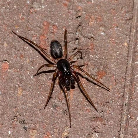 33 Types Of Black Spiders Pictures And Identification Guide