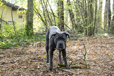 Majestic Blue Cane Corso 2024 Comprehensive Guide