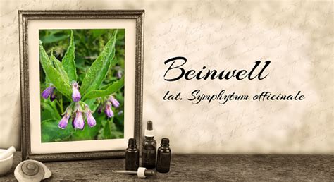 약용 식물 또는 허브와 라틴 라벨독일 Beinwell Symphytum Officinale 빈티지 사진 액자 0명에 대한 스톡 사진 및 기타 이미지 Istock