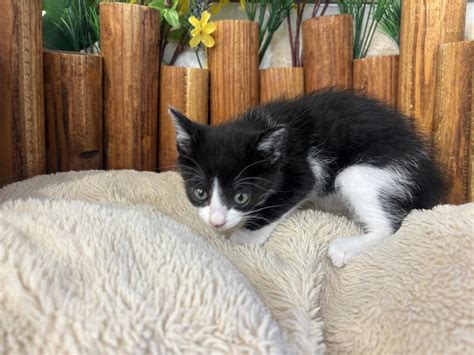 코리안숏헤어 우유 래브라도리트리버입양 닥스훈트입양 도베르만입양 말티치입양 말티폼입양 빠삐용입양 사모예드입양 스피츠입양 시바견입양 시베리안허스키입양 시츄입양 요크셔테리어입양