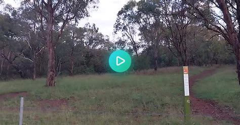 Kangaroo War Album On Imgur