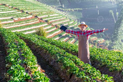 Homem Agricultor Feliz Colhendo Morangos Maduros No Campo Plantacao De