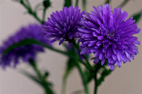 Flor Aster Flora Foto Gratis En Pixabay Pixabay