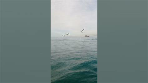 دریای جنوب 😍 Youtube