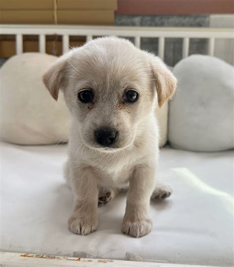 믹스견돌이 강아지책임분양 강아지분양 고양이분양 컴투펫 시츄 셔틀랜드쉽독 말티푸 미니핀 치와와 요크셔테리어 포메라니안 말티즈 분양