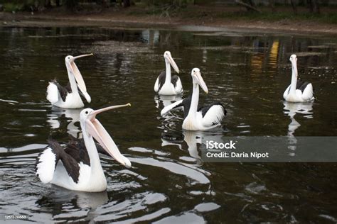 호주 펠리컨 펠레카누스 컨스피실라투스는 물고기를 기다리는 입을 벌린 채 물 위에 있습니다 월라가 호수 뉴사우스웨일즈 호주 강에 대한 스톡 사진 및 기타 이미지 Istock
