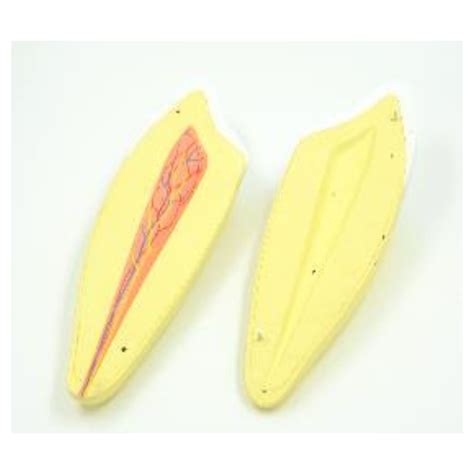 Enlarged Human Incisor 2parts Eduscience Uk Ltd