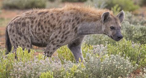 Hyena Wikipedia