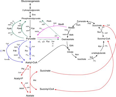 An Overview Of Enzymes And Pathways Of The Central Metabolic Network Of