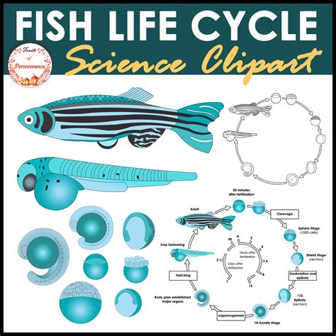 Fish Life Cycle Clipart Animals Clip Art Made By Teachers