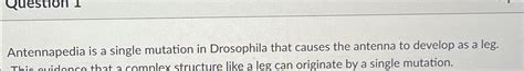 Solved Antennapedia Is A Single Mutation In Drosophila That