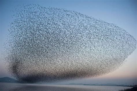 A Tutorial On Particle Swarm Optimization Clustering Deepai