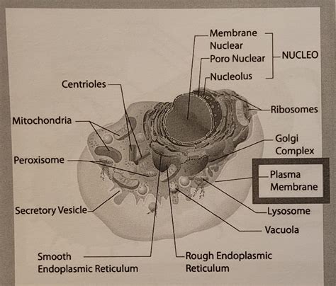 Match Each Name With The Appropriate Structure In The Diagra