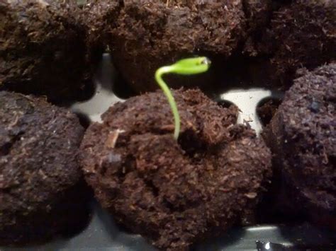 Perplexed Duplex Hot Pepper Seedlings