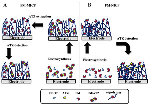 4 Electrosynthesis And Use For Atz Detection Of A Fm Micp B