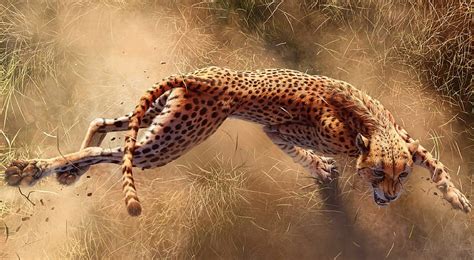 Cheetah Full Hd Wallpaper 4k Desktop Free