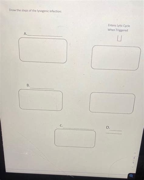 Solved Draw The Steps Of The Lysogenic Infection Enters