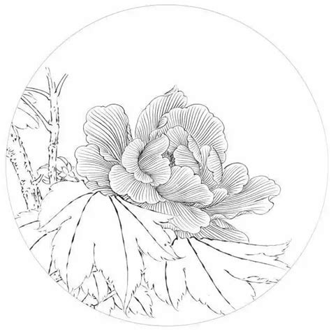 工笔芙蓉花白描 芙蓉花工笔白描图 工笔芙蓉白描图片 大山谷图库