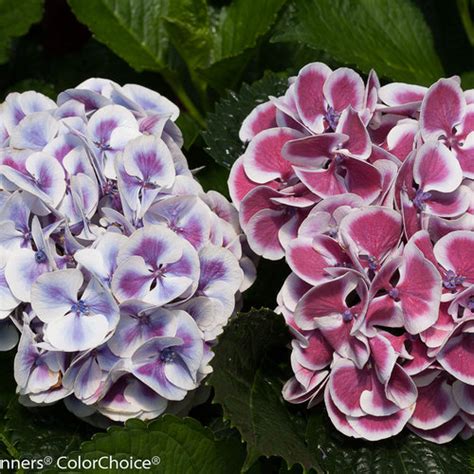 Cityline® Mars Bigleaf Hydrangea Hydrangea Macrophylla Proven Winners