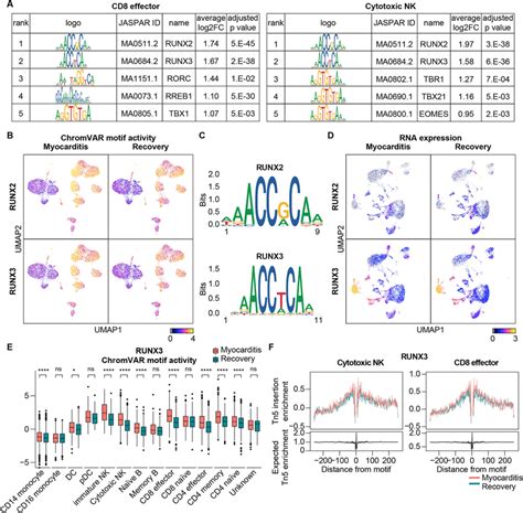 Runx Transcriptional Activity Is Upregulated In The Diverse Immune