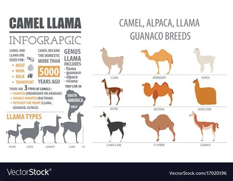 Camel Llama Guanaco Alpaca Breeds Infographic Vector Image On VectorStock Alpaca Facts Alpaca