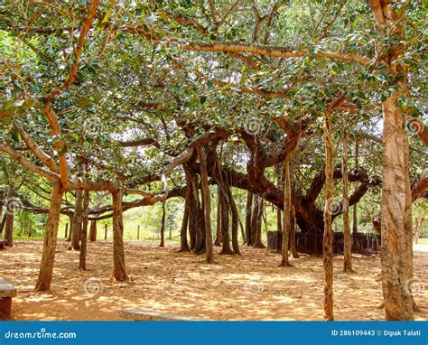 A Single Banyan Tree With Multiple Trunk Stock Image Image Of Flower Trunk