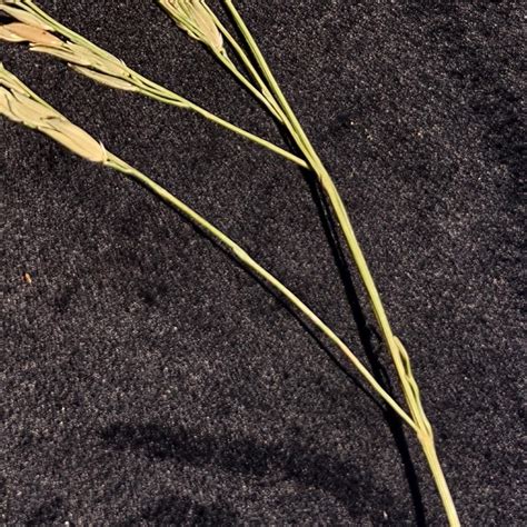 Rice Grains Rate Object Detection Dataset And Pre Trained Model By Riceseedsettingrate