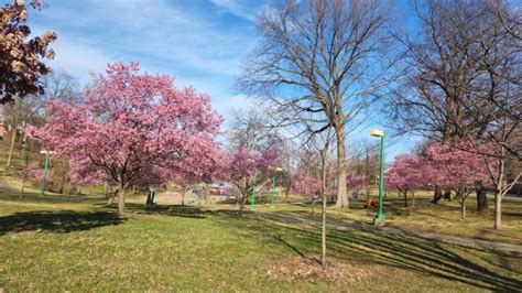 Chuck Brown Memorial Park Washington Bark Park Finder
