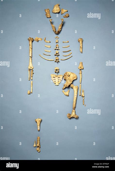 Esqueleto De Lucy Do Australopithecus Afarensis