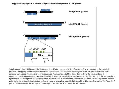 Ppt Supplementary Figure 1 A Schematic Figure Of The Three Segmented