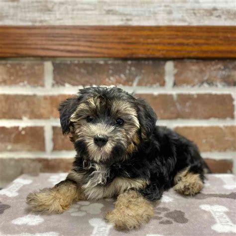 Black Yorkie Maltese Mix