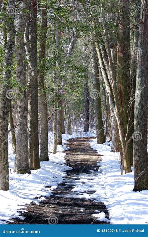 Tree Lined Path Stock Photo Image Of Path Trees Winter 13120748