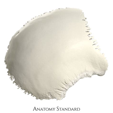 Anatomy Standard Drawing Parietal Bone External Lateral View No Labels Anatomytool