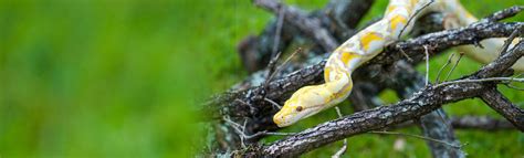 Reticulated Pythons Reptile Super Show