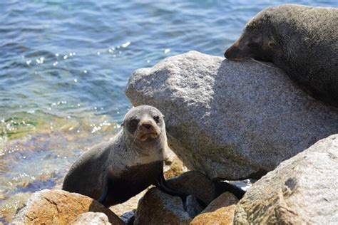 Fact File Australian Fur Seal Arctocephalus Pusillus Doriferus
