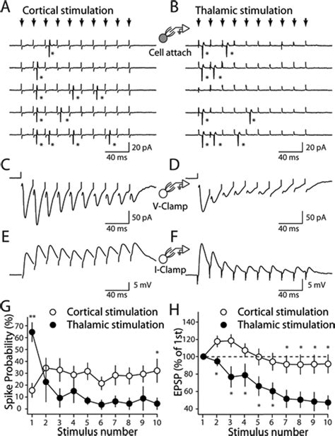Cortical And Thalamic Stimulation Evoke Different Patterns Of Spiking Download Scientific