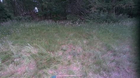 Birds 2 Object Detection Dataset By Birds Drones